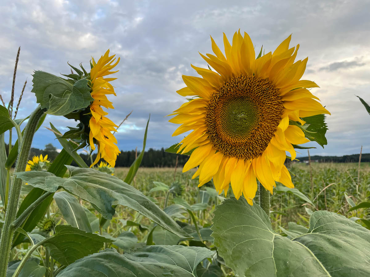 Hallo September 2021 | Neustart - Ramona Weyde